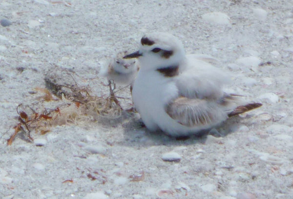First snowy plover hatchling of the season arrives on Earth Day ...